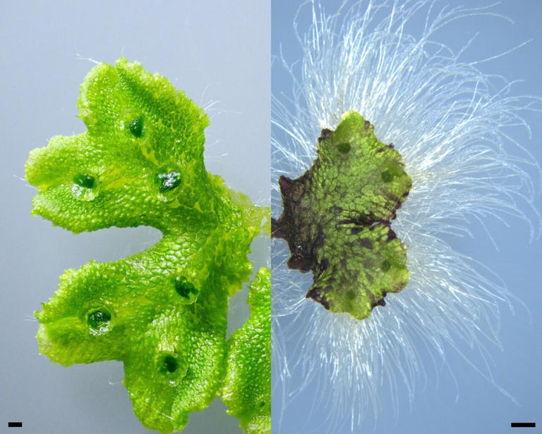 Hair-like rhizoids in liverworts transport phosphorus, shedding light ...