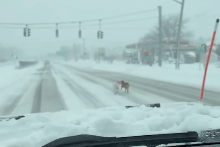 Snowplow driver saves lost dogs during blizzard