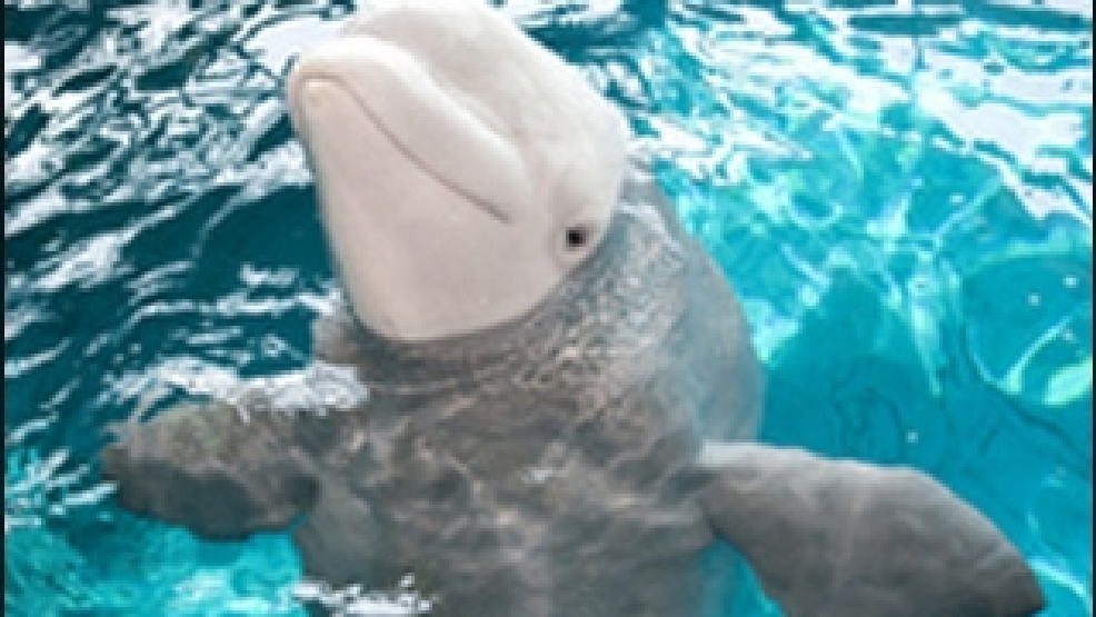 SeaWorld announces death of beloved beluga whale Martha at 40 years old