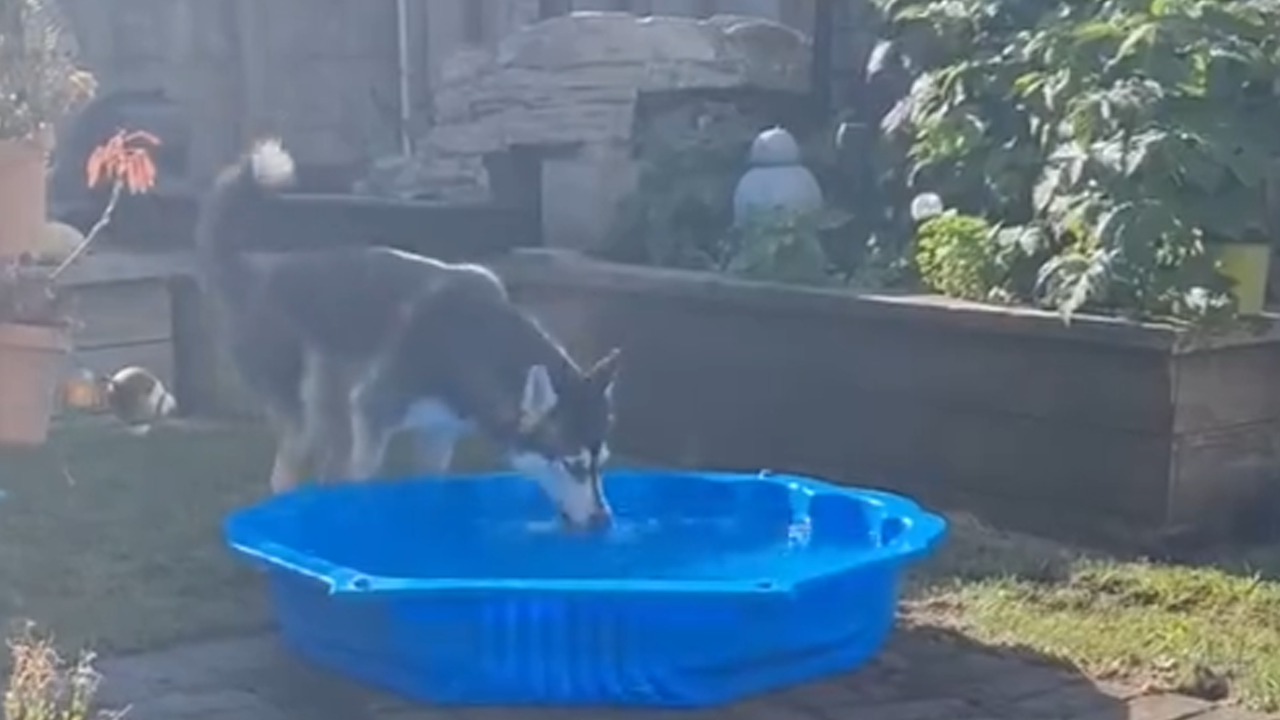 Dog experiences a pool for the first time