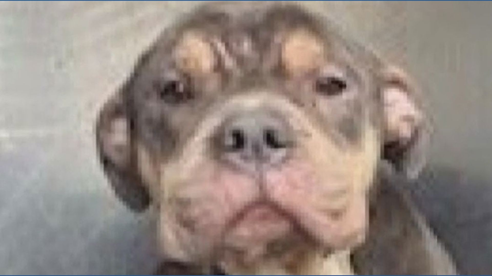 Injured underweight dog found; James City Animal Control seeks owner ...