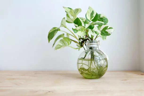 Top easy-to-grow plants that thrive and bloom in water without soil