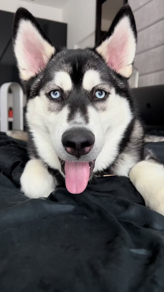 Follow for more husky dog adventures