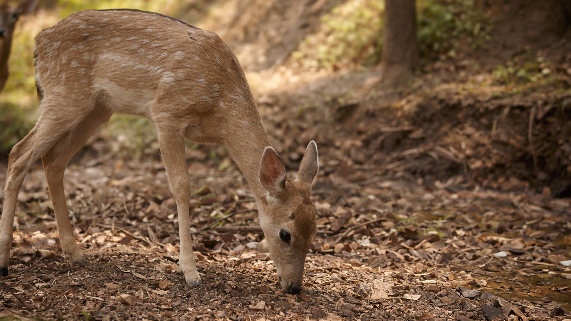 Cosa fanno davvero gli animali dopo due settimane nel bosco