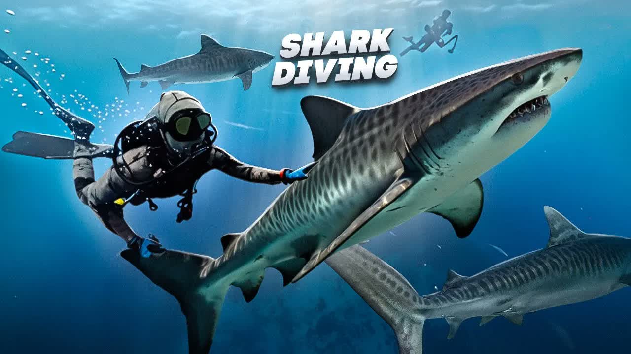 Swimming just feet from wild sharks in Florida