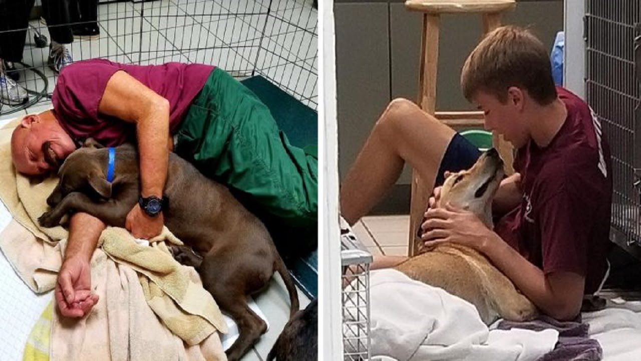 Humane Society volunteers to snuggle and comfort dogs in need