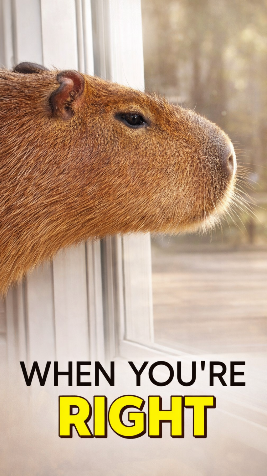 Funny capybara moment will make you laugh out loud