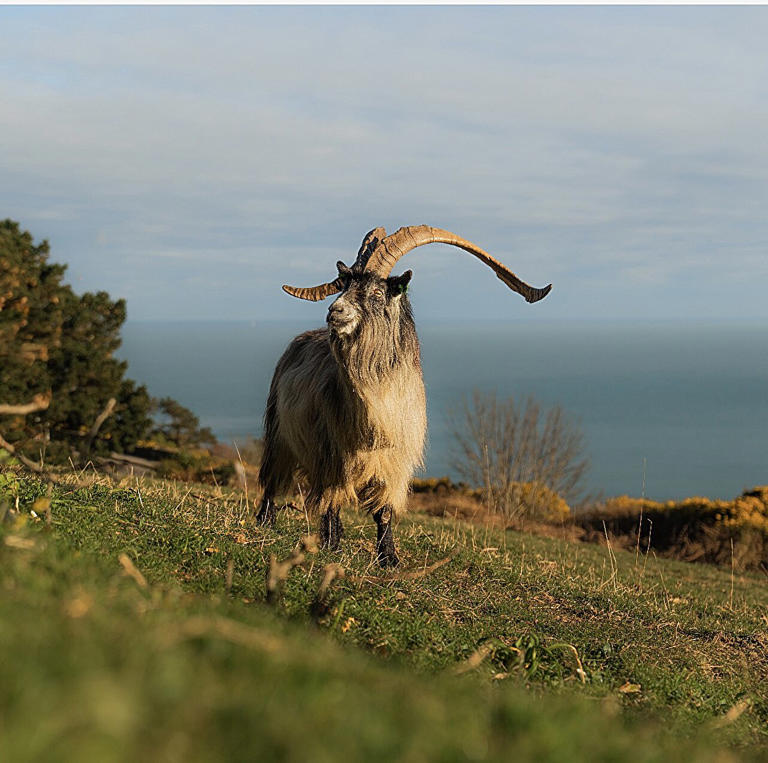 From the late Bronze Age to today, the old Irish goat carries 3,000 ...