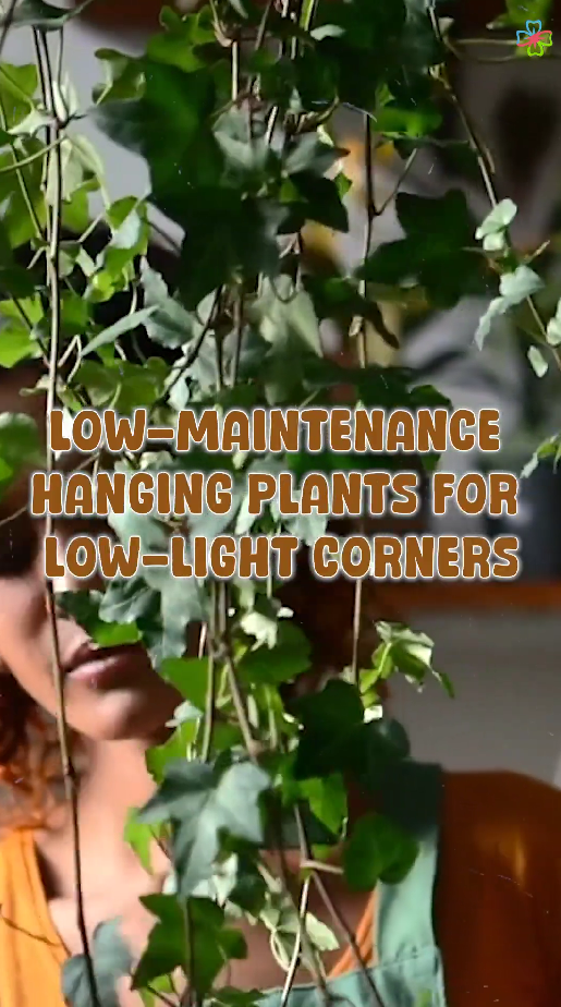 Shade Loving Hanging Plants For Indoor Homes