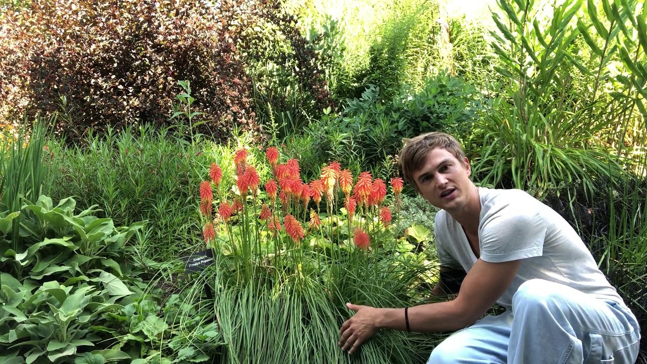 Red hot pokers: Incredible color all summer