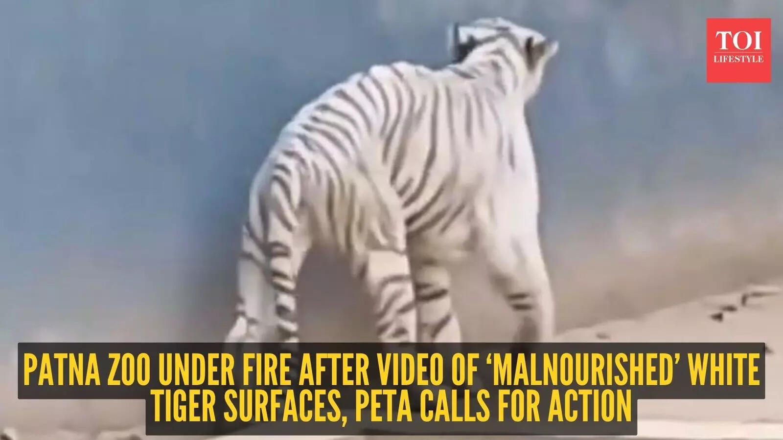 Viral: Patna Zoo under fire after video of 'malnourished' white tiger ...