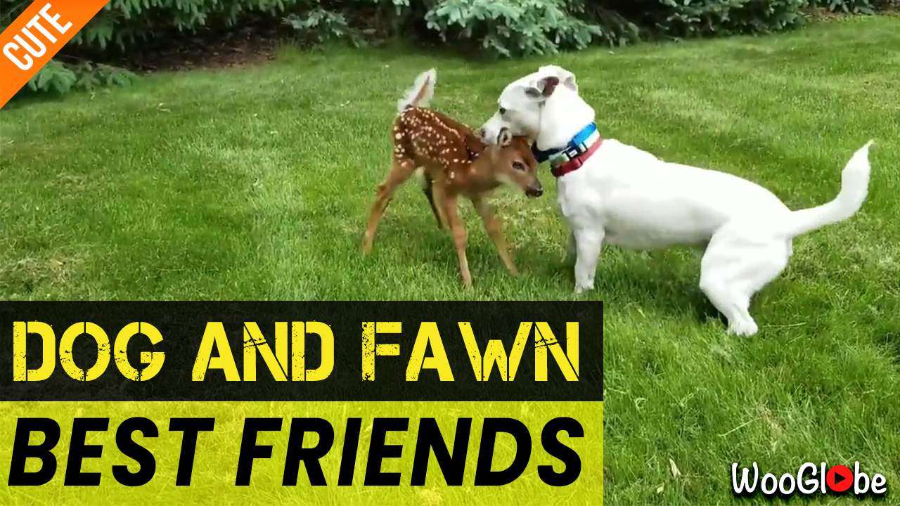 Friendship and pure love between a dog and a fawn || WooGlobe