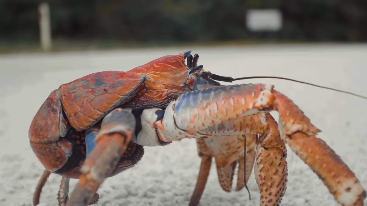 Watch what happens when a coconut crab grabs a coconut with its monster ...