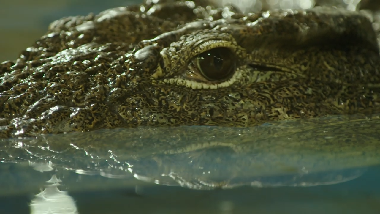 How crocodiles react when a lion comes too close to the water’s edge