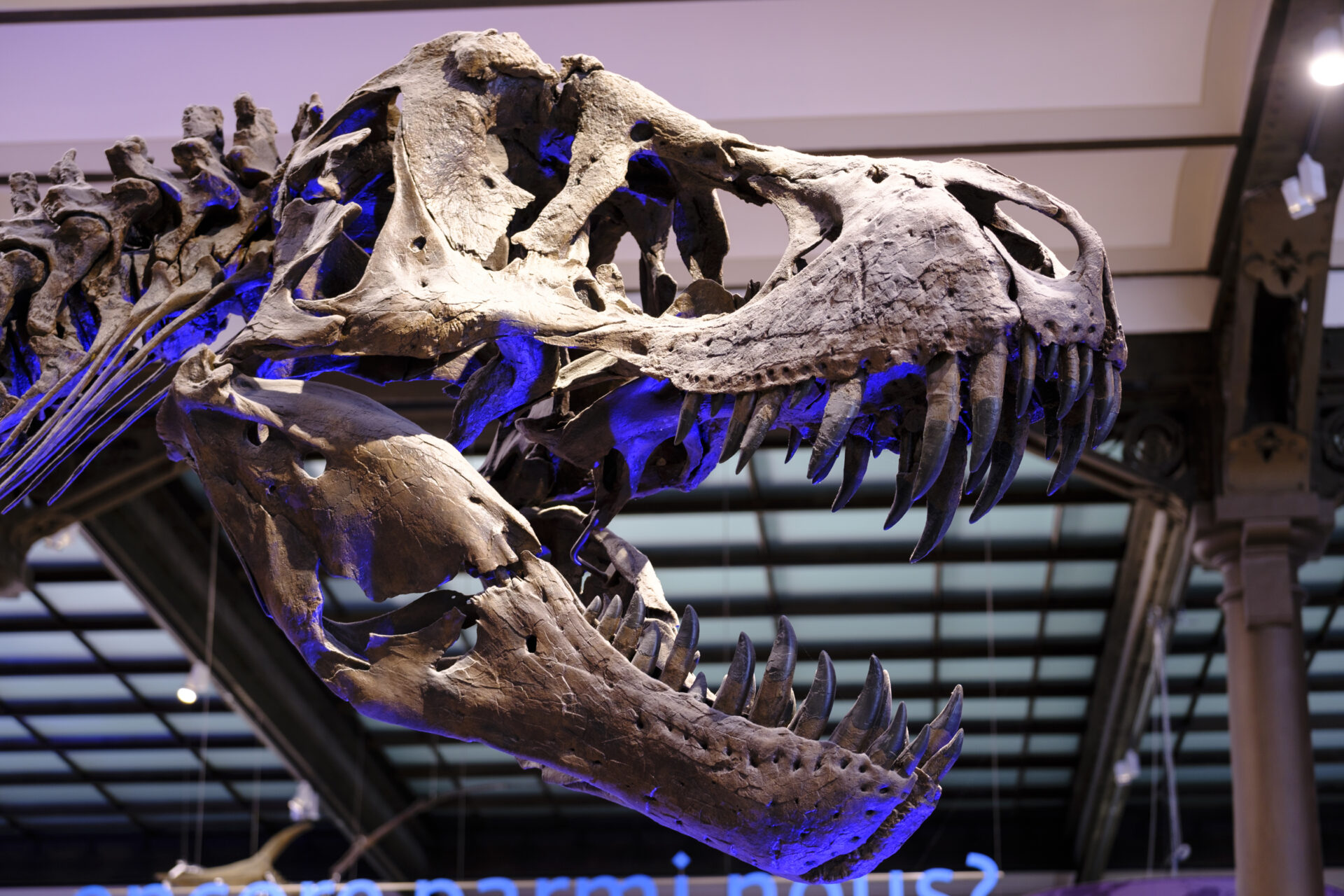 Did the T rex actually walk like a chicken does?