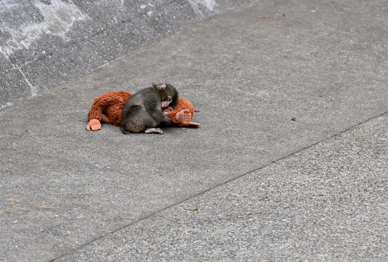 Expert explains why Punch’s mom abandoned him and why other monkeys ...
