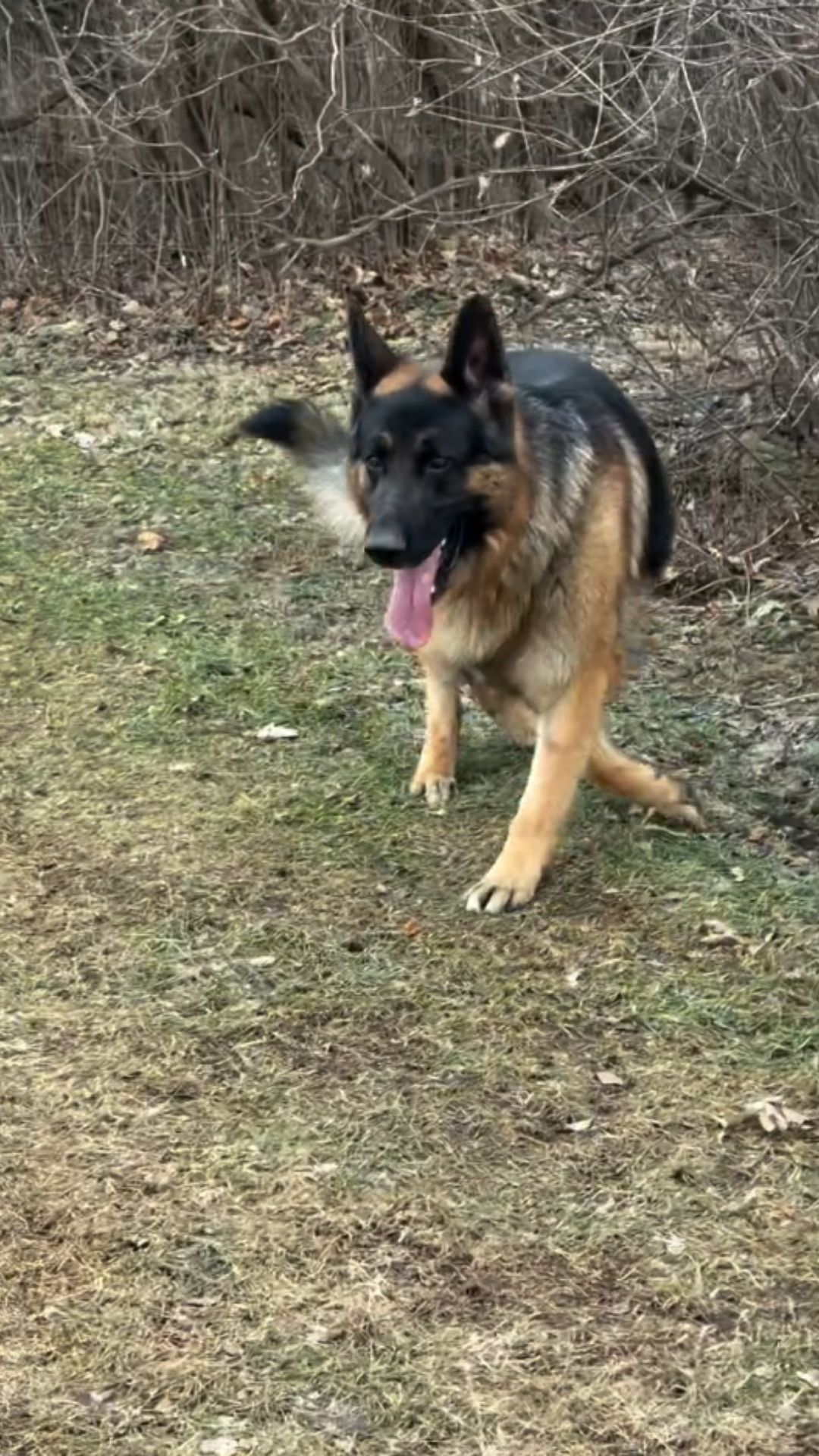 Four months after Jonah’s TPLO surgery an update