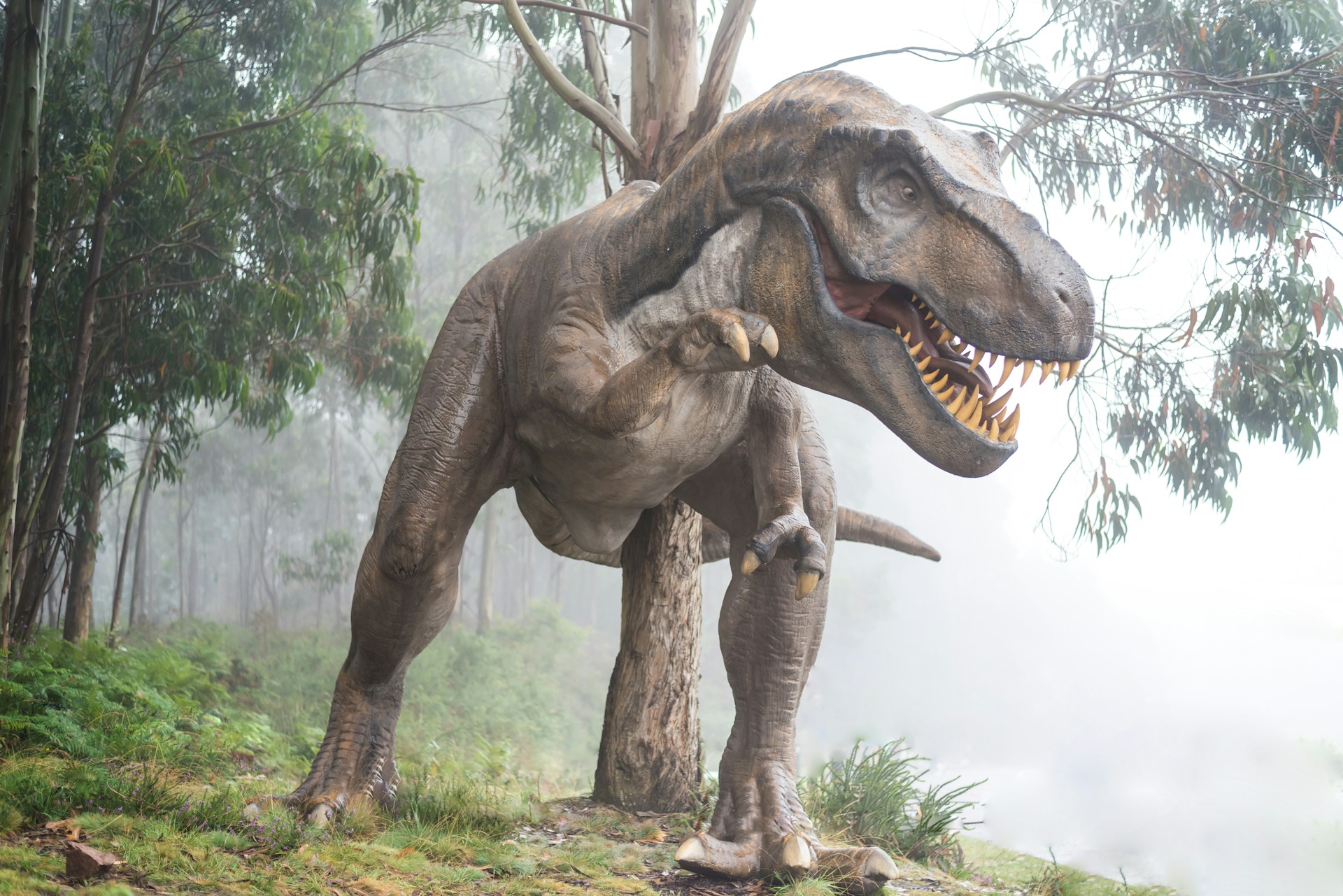 Did the T rex actually walk like a chicken does?