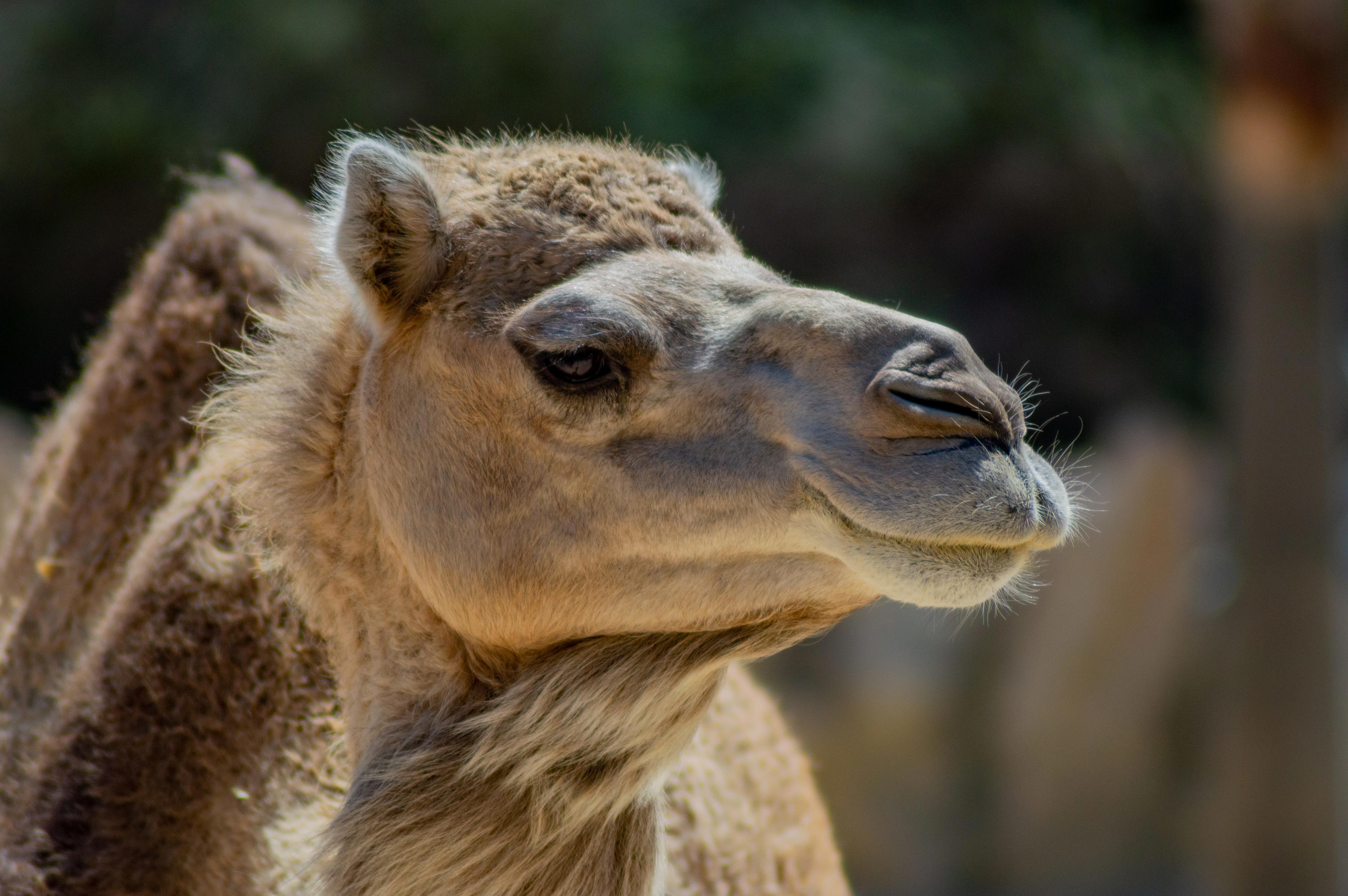 Nearly 20 camels disqualified from Oman beauty contest over Botox ...