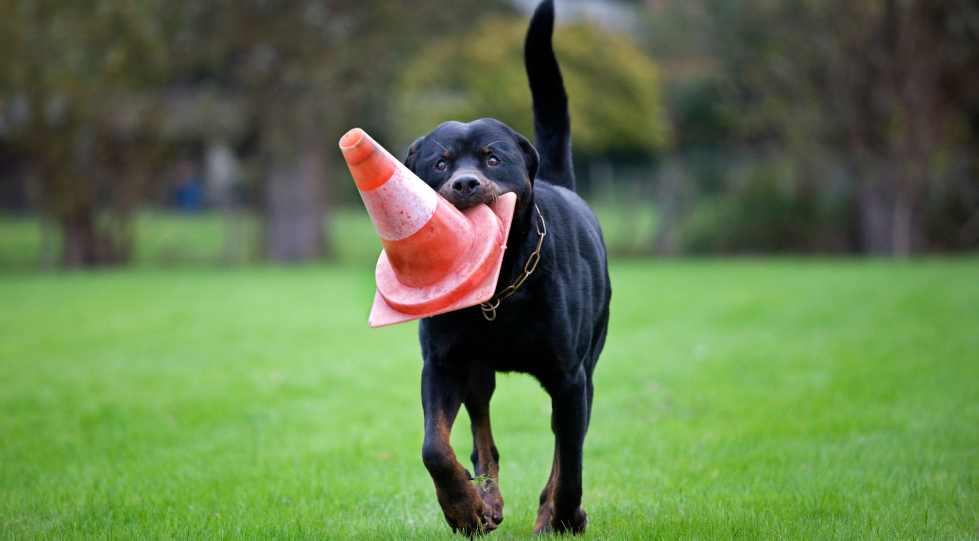 How different are these black dog breeds?