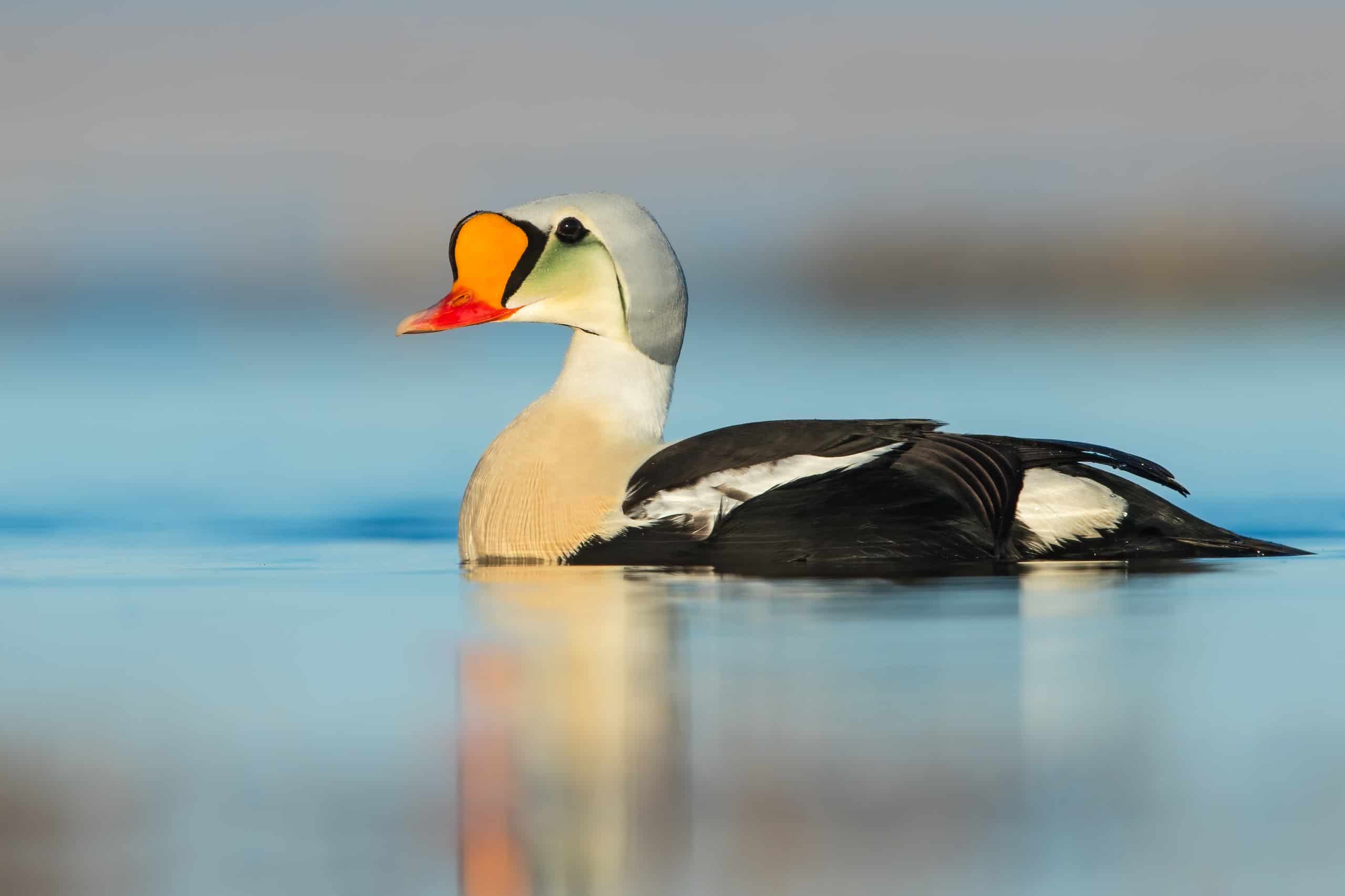 These birds don’t just fly. They swim underwater