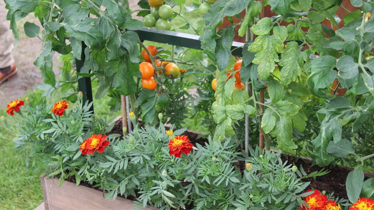 Grow these 7 vegetables at home to save money on your shopping bill