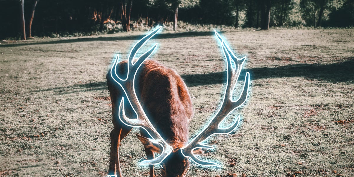 Scientists discovered deer leave glowing signals in their wake that ...