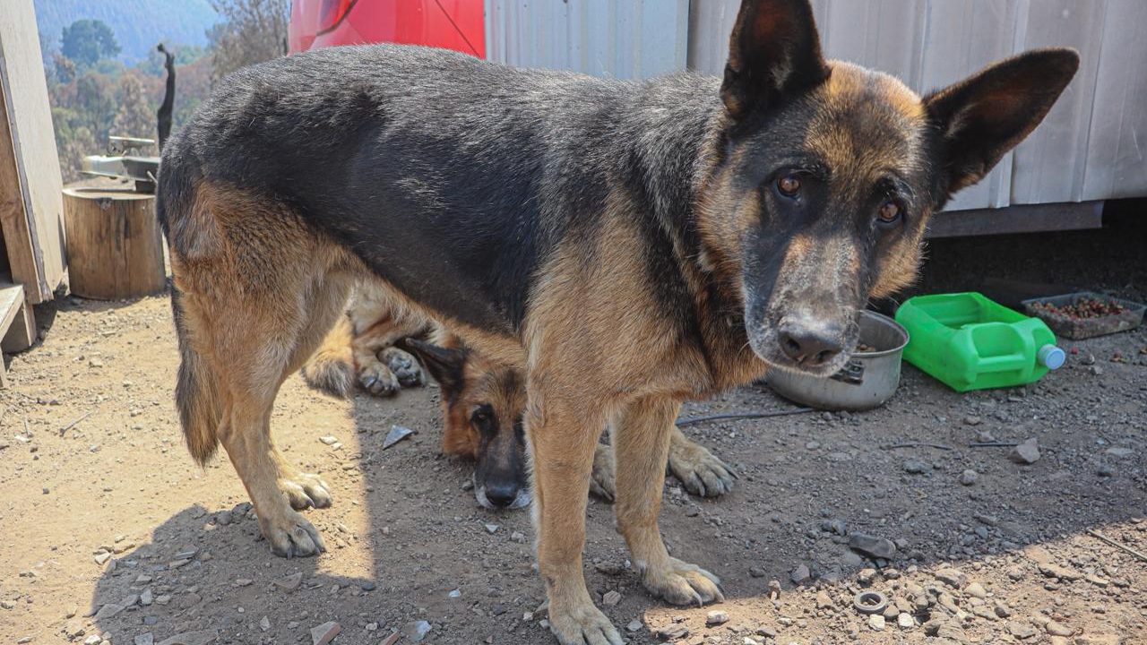 Mascotas perdidas en Ñuble y Biobío por incendios: plataforma digital ...
