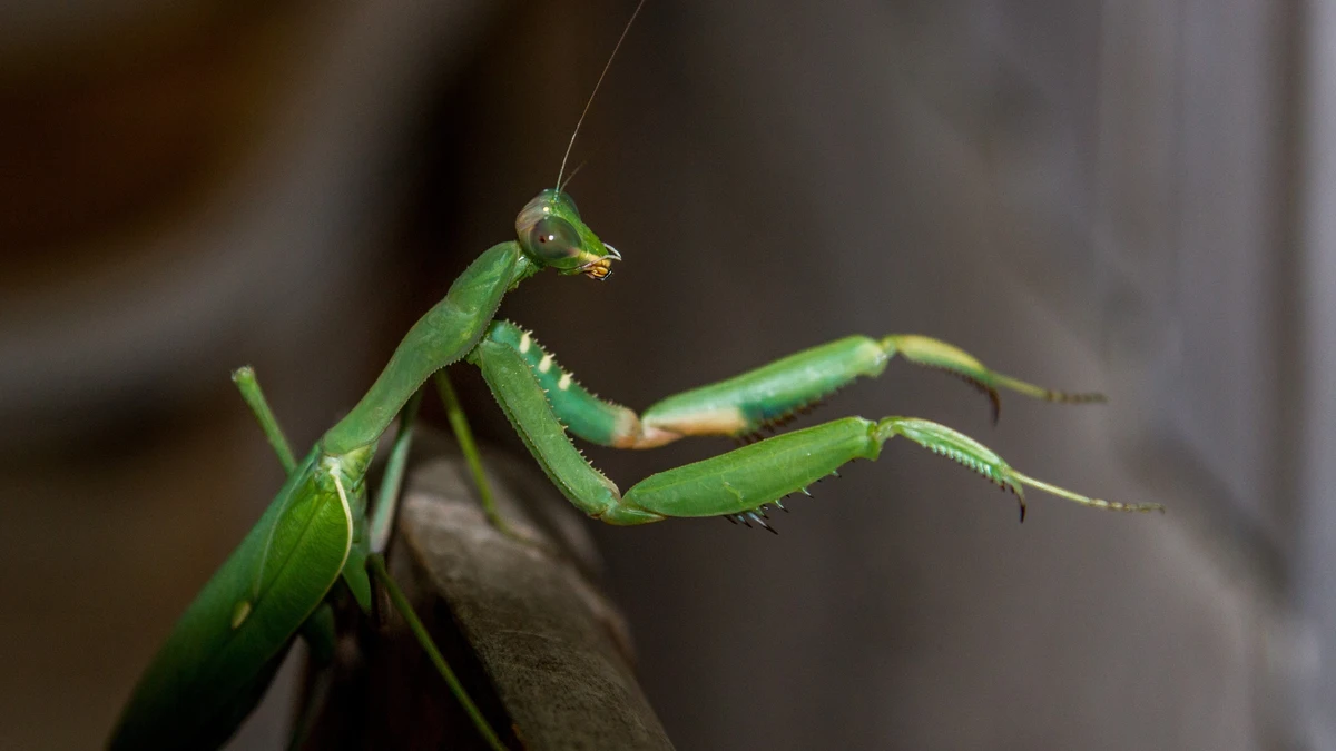 Llegan a España dos especies invasoras de mantis asiáticas gigantes ...