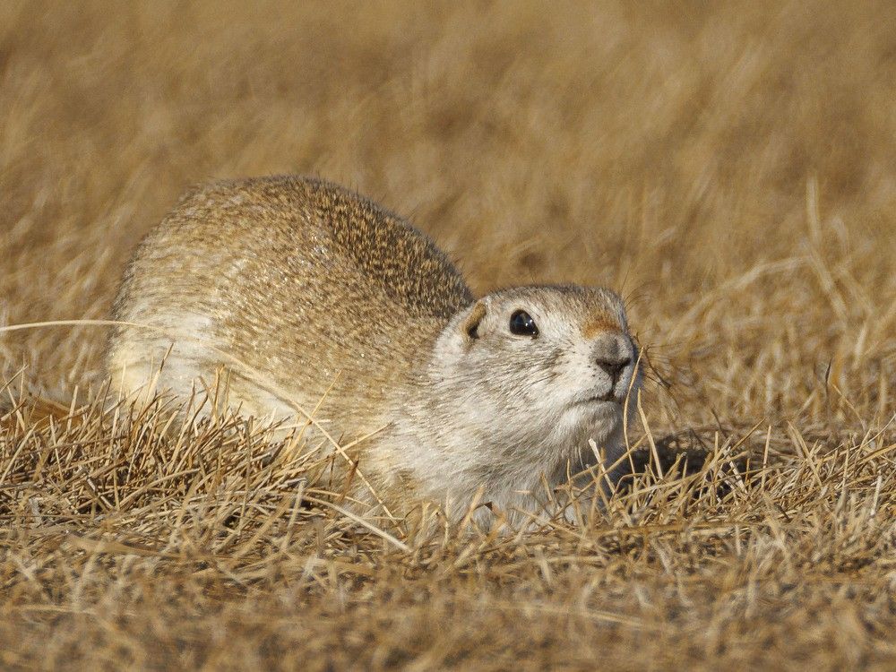 Why gophers are the root of a turf war between Ottawa and the Prairies