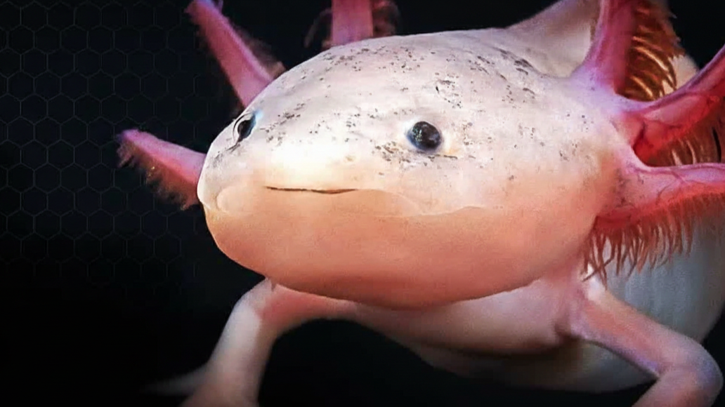 This alien-looking creature can regrow its own brain