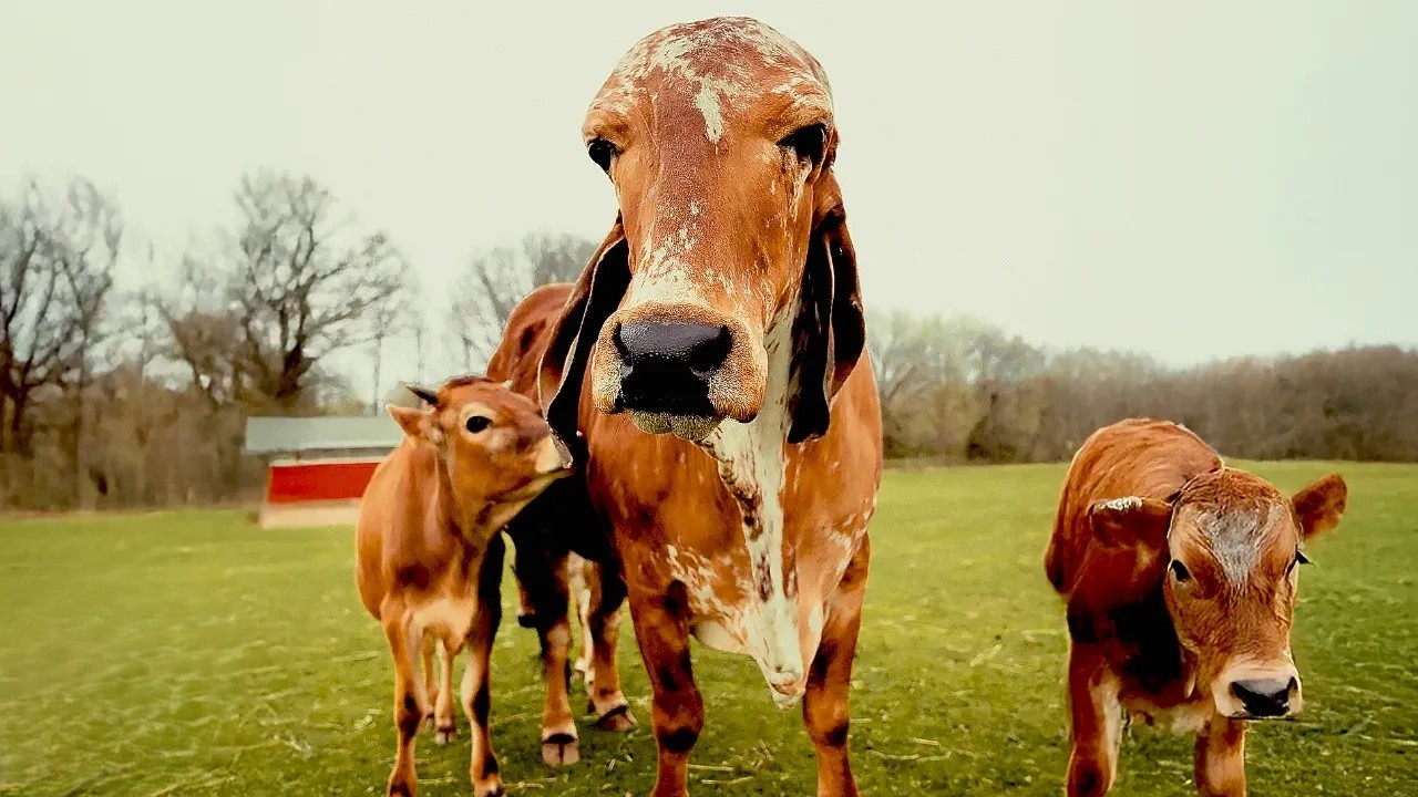 Everyone feared this giant cow – until he asked for a belly rub