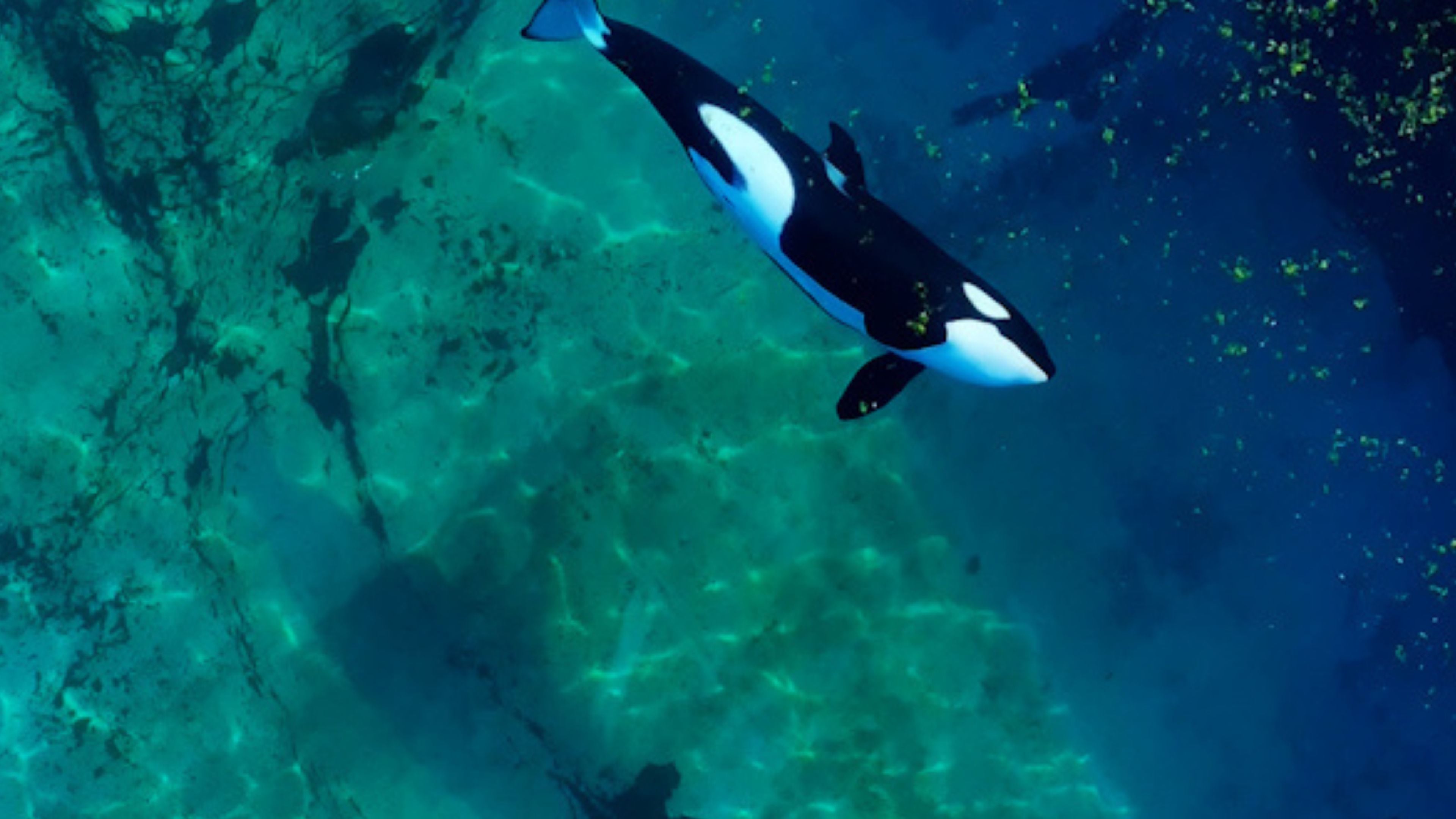 'Free Willy' star pleads to save orcas from crumbling French marine park