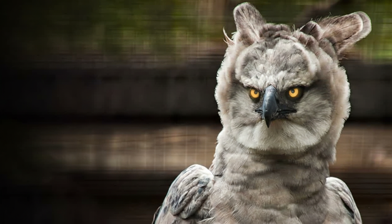 Why Harpy Eagles Are Built For High Impact Kills