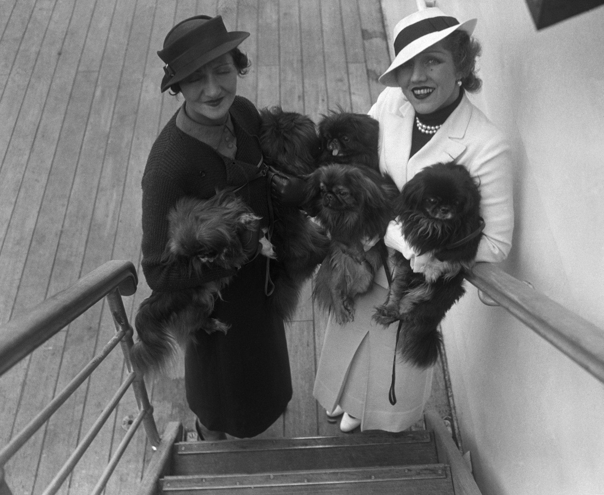 The growing trend of leaving millions to dogs and cats