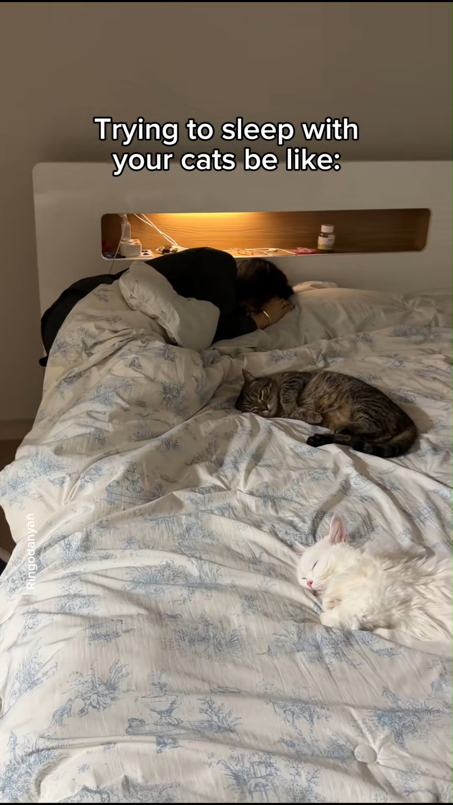 The 1% of the bed I’m allowed to use: hilarious cat life
