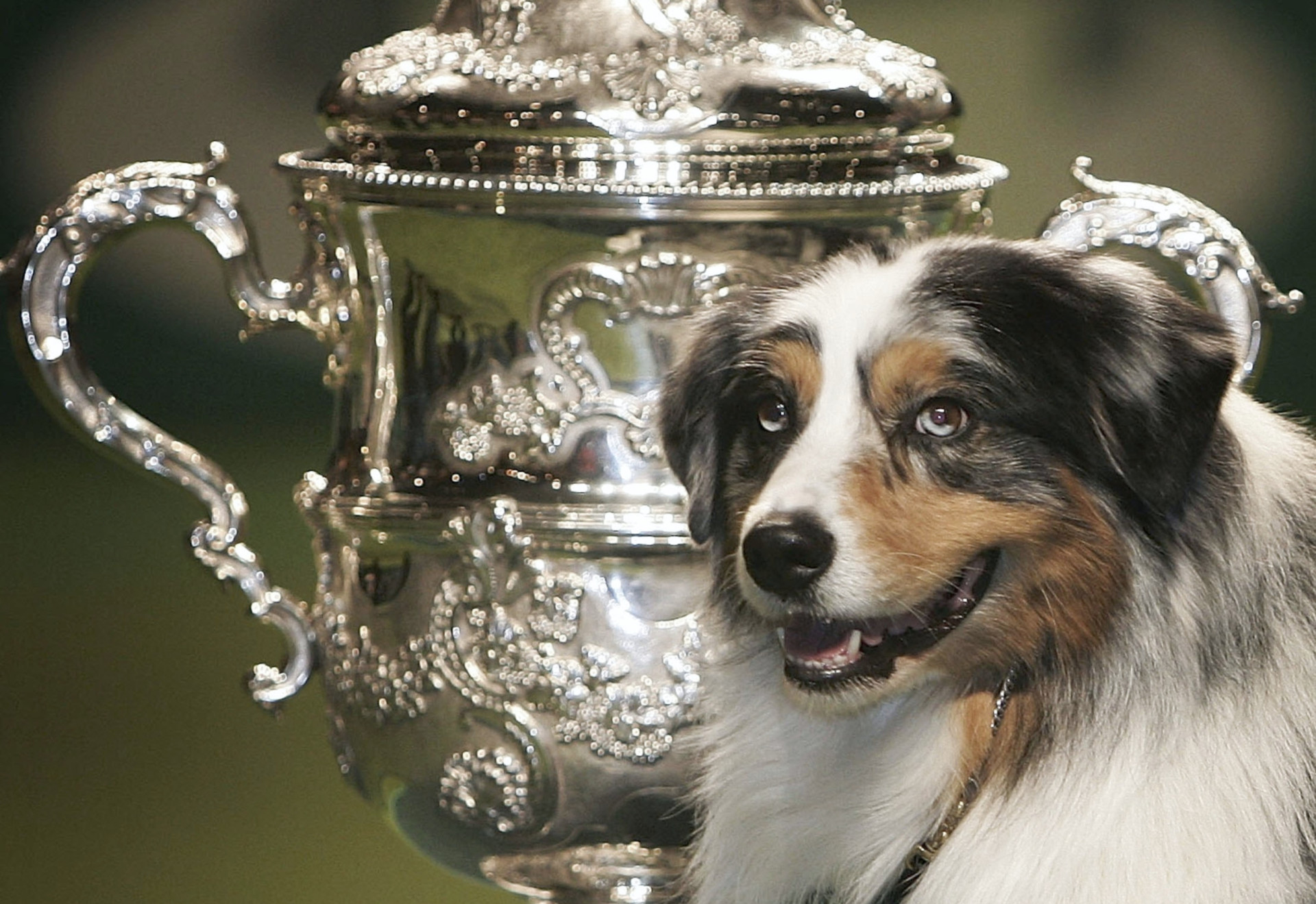 The world’s top dog competitions