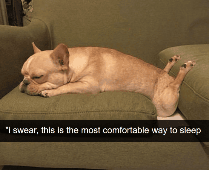 Dogs who simply forgot how to dog
