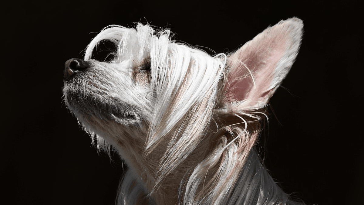 10 silent signs that your dog might be angry with you