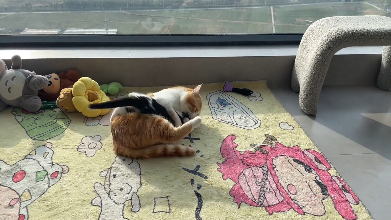 Playful kitten jumping onto older cat in Jiangsu, China