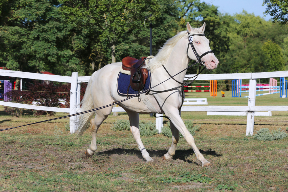 19 rarest animal breeds native to American farms