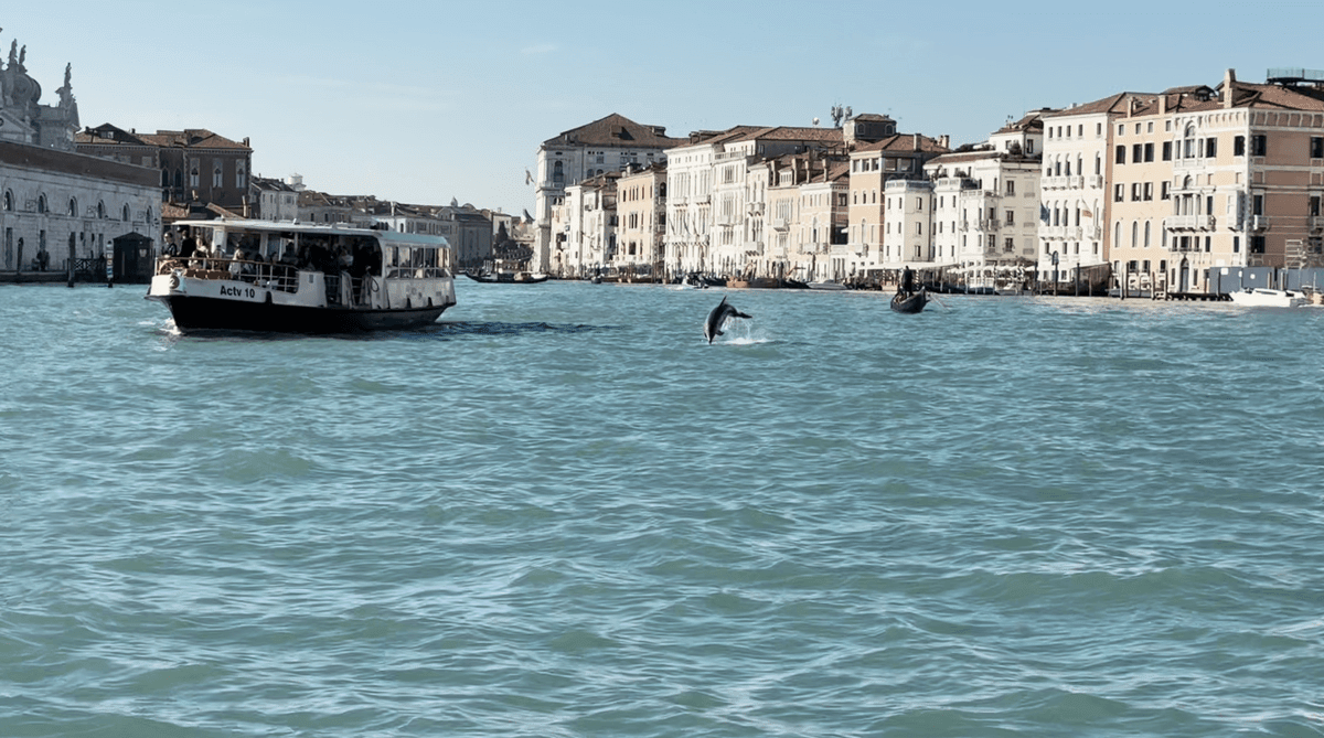 Mimmo the dolphin most at risk from irresponsible humans as he swims in ...