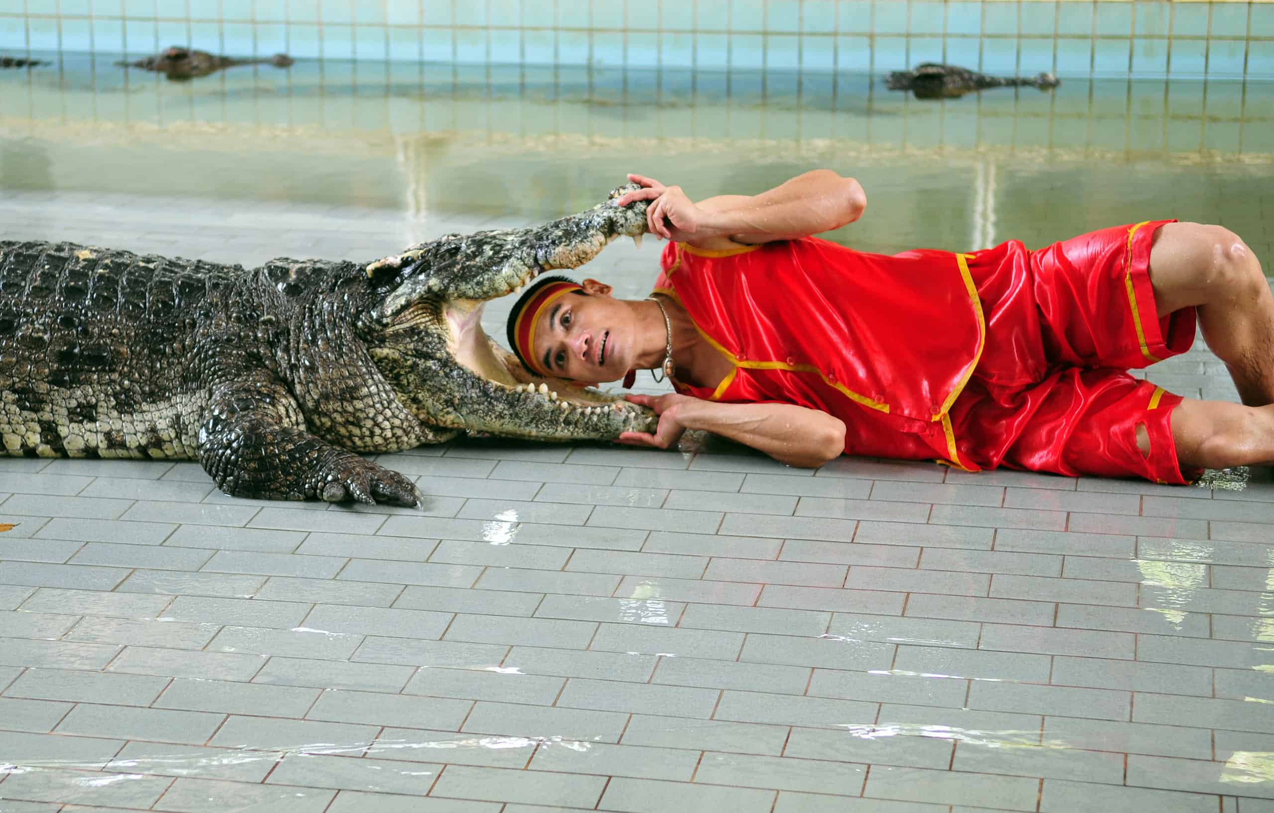 Could you survive a crocodile attack with just your bare hands?