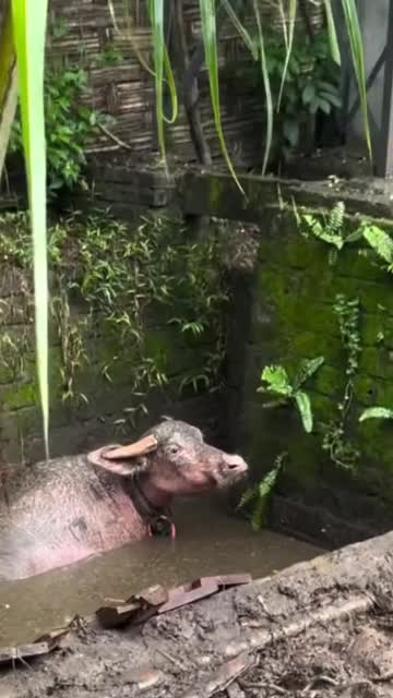 Stranded buffalo rescued from septic tank in Indonesia