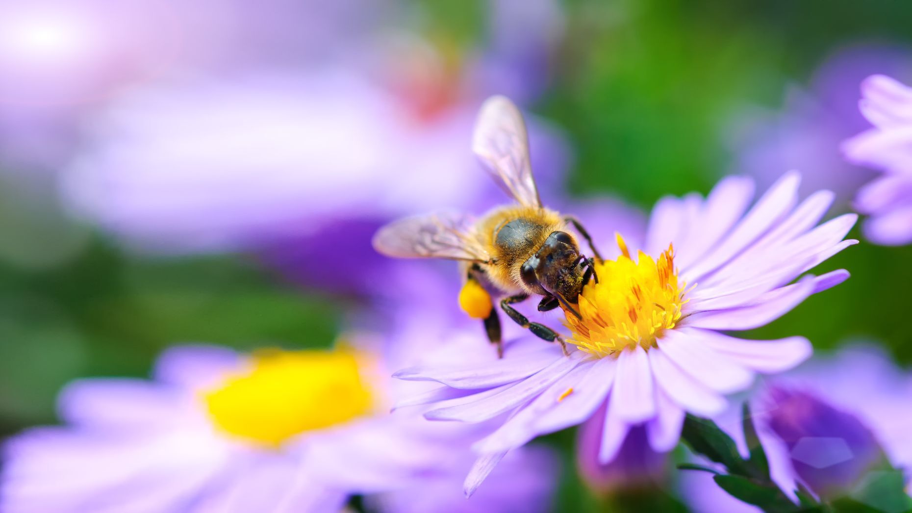 Everything you need to know about bees