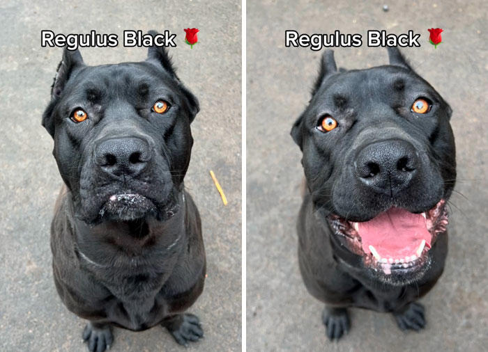 Incredibly wholesome before and after images of 17 dogs being told they ...