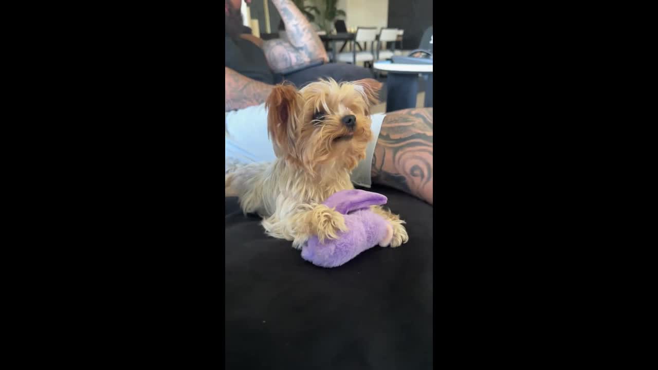 Dog playfully snarls while guarding toy from owner in Irvine ...