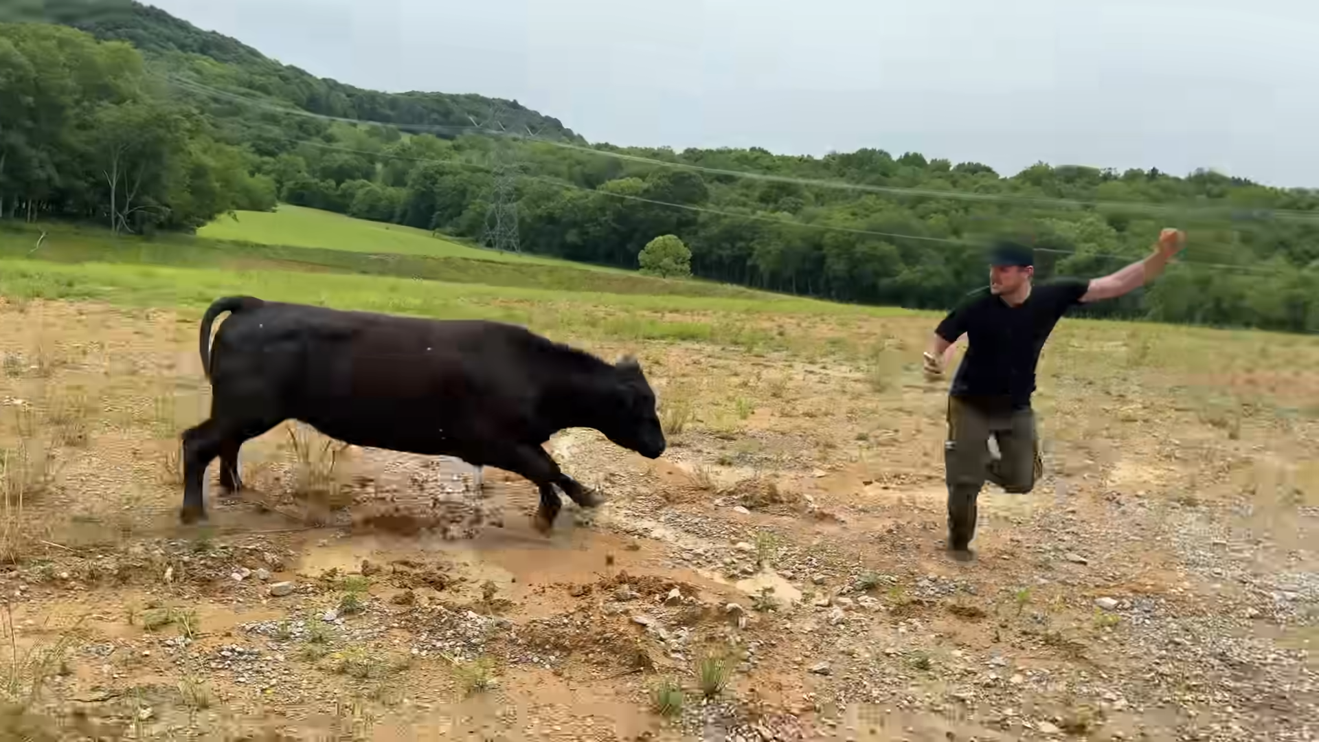 He provoked a rabid cow - it ended badly