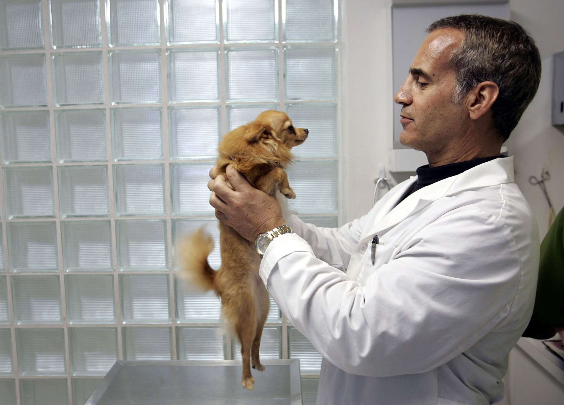 How a Russian scientist turned foxes into dogs