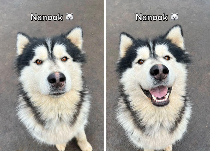 Incredibly wholesome before and after images of 17 dogs being told they ...